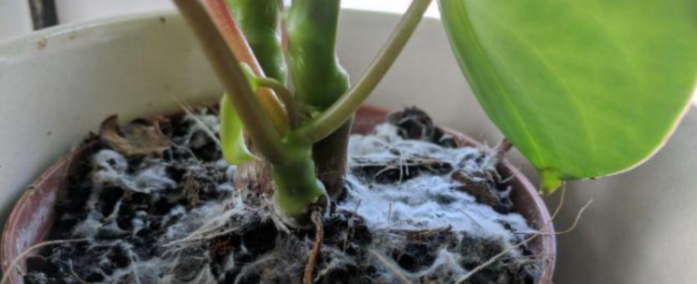 How to Get Rid of Mold on Plant Soil